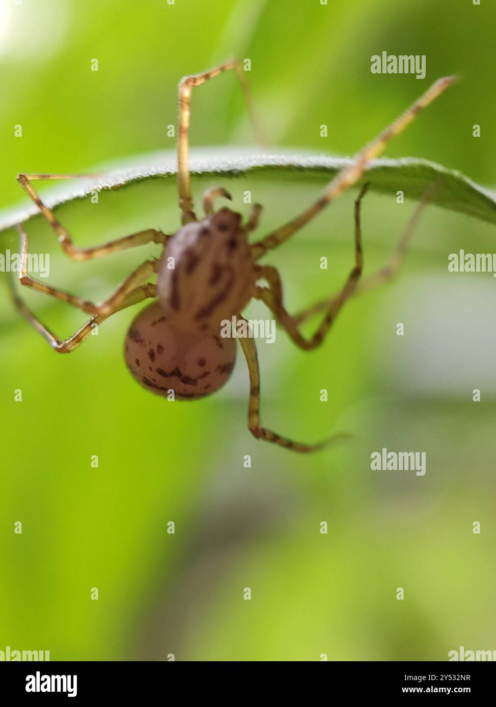 Common Spitting Spider (Scytodes thoracica) Arachnida Stock Photo - Alamy