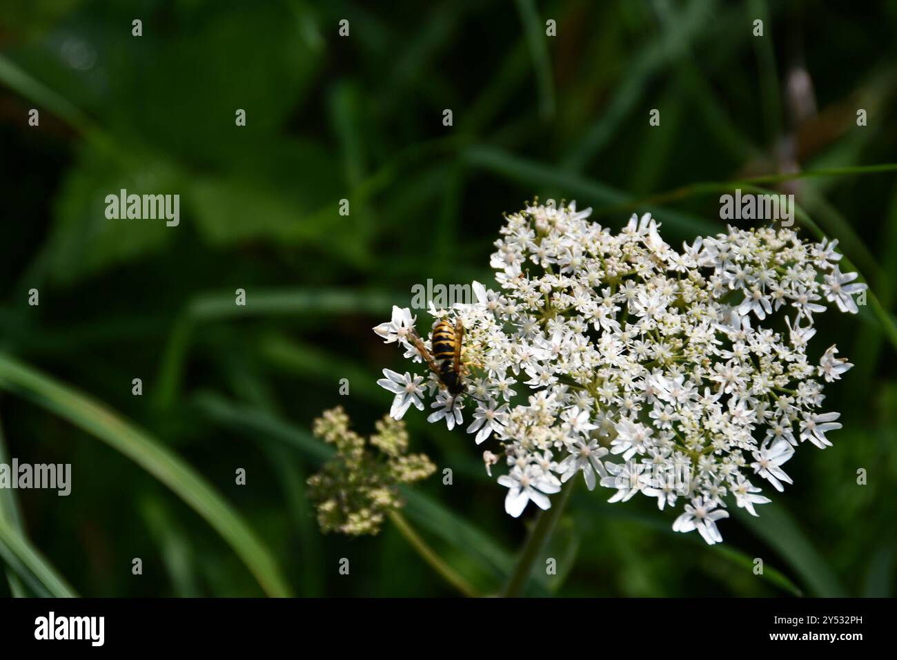 Hornets and Yellowjackets (Vespinae) Insecta Stock Photo - Alamy