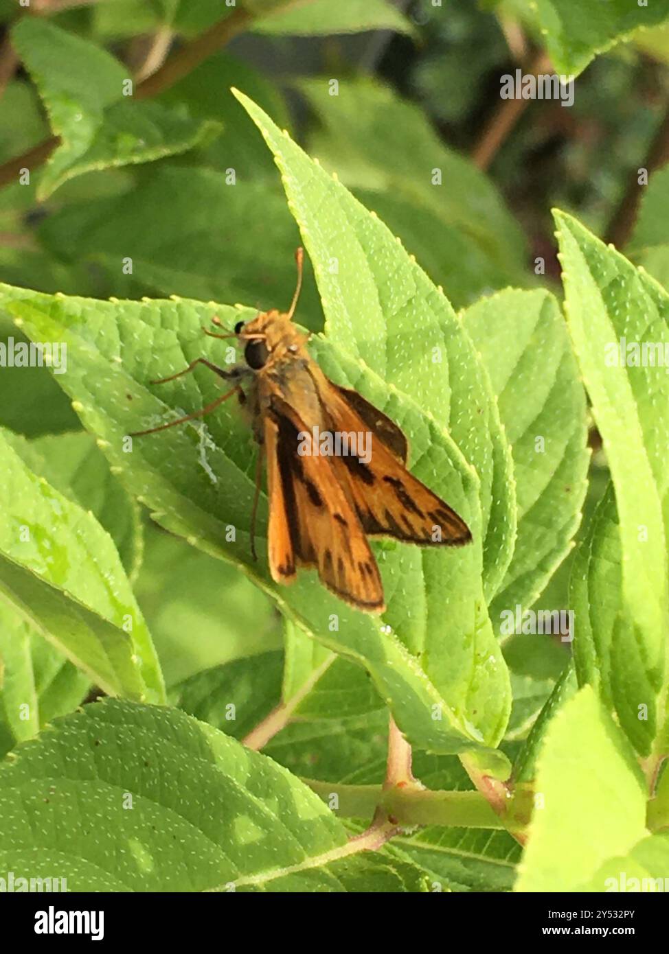 Fiery Skipper (Hylephila phyleus) Insecta Stock Photo - Alamy