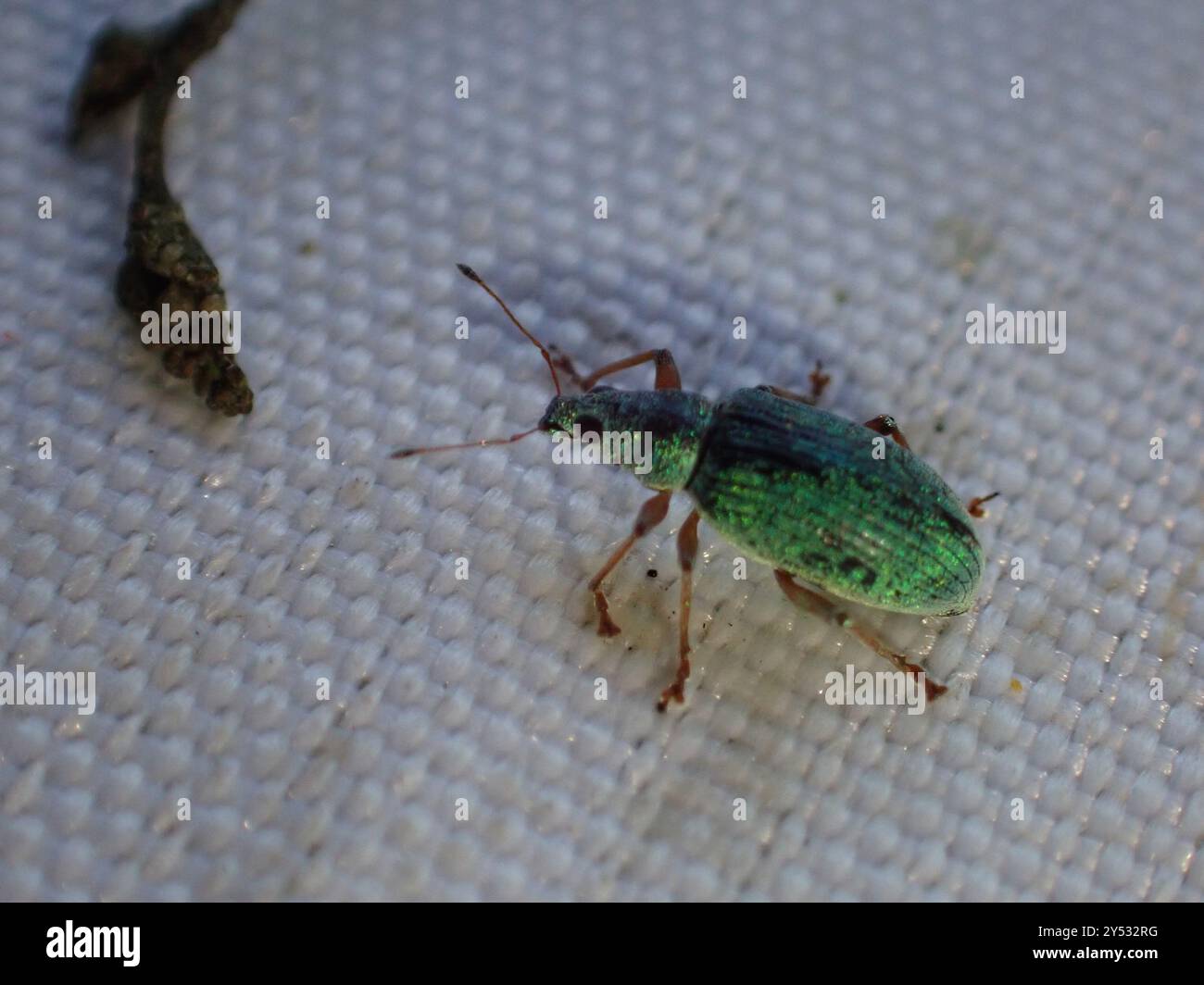 Green Immigrant Leaf Weevil (Polydrusus formosus) Insecta Stock Photo ...
