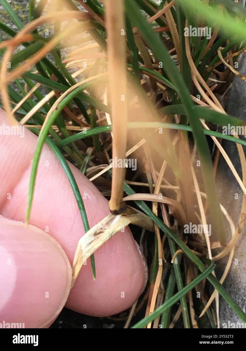 grasses (Poaceae) Plantae Stock Photo - Alamy