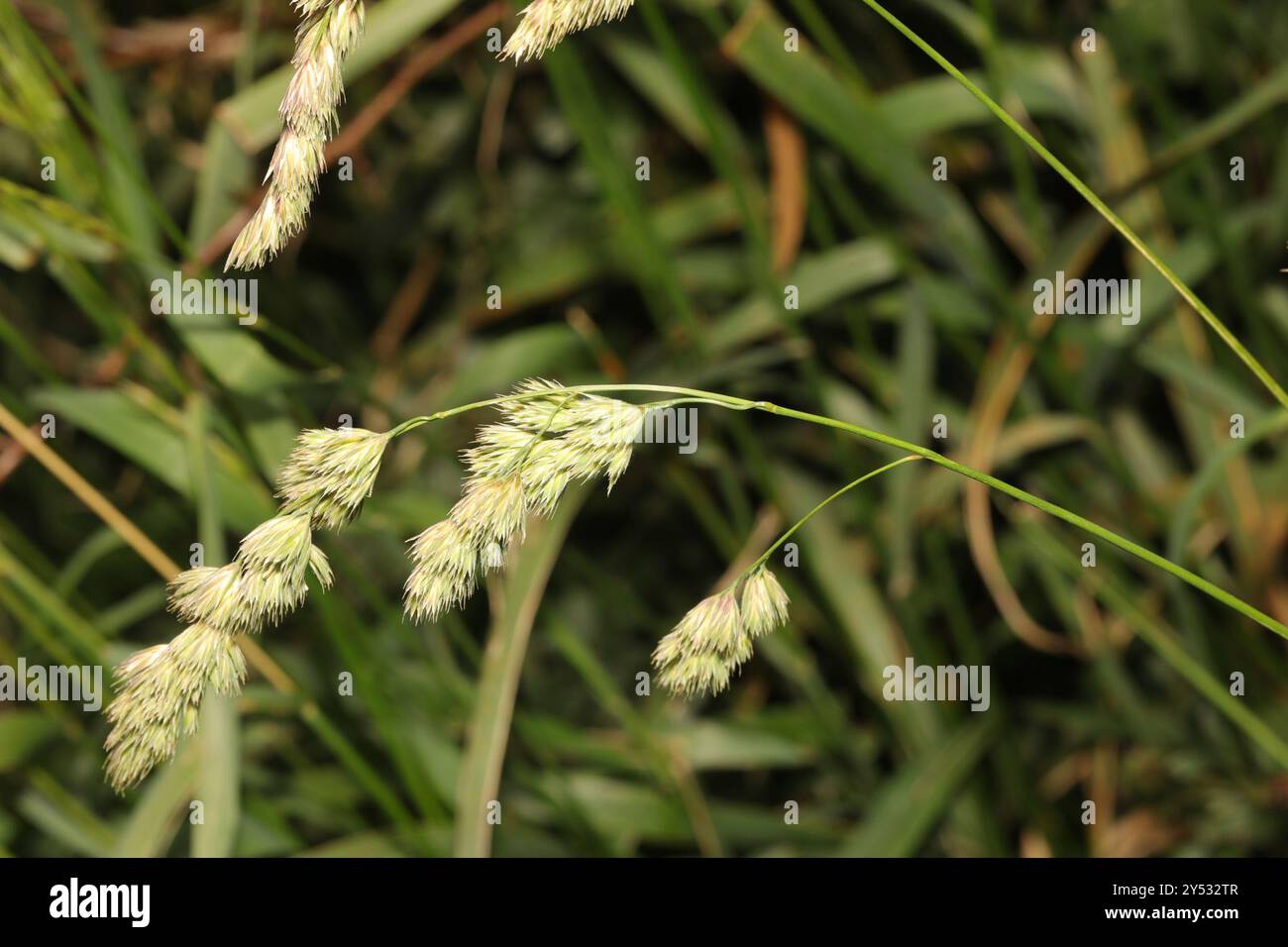 orchard grass (Dactylis glomerata) Plantae Stock Photo - Alamy