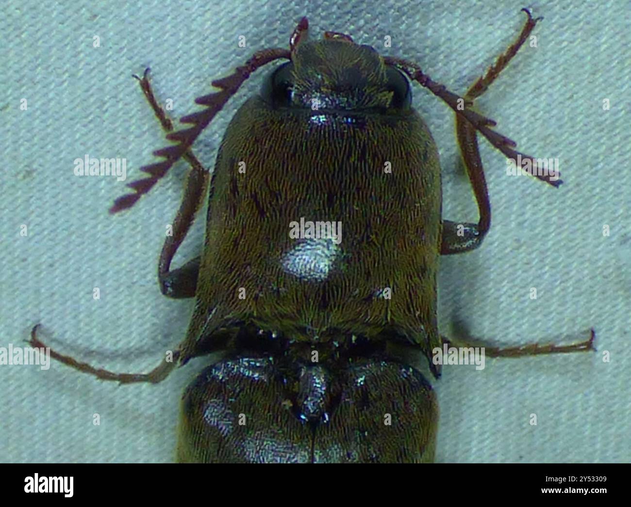 (Orthostethus infuscatus) Insecta Stock Photo - Alamy
