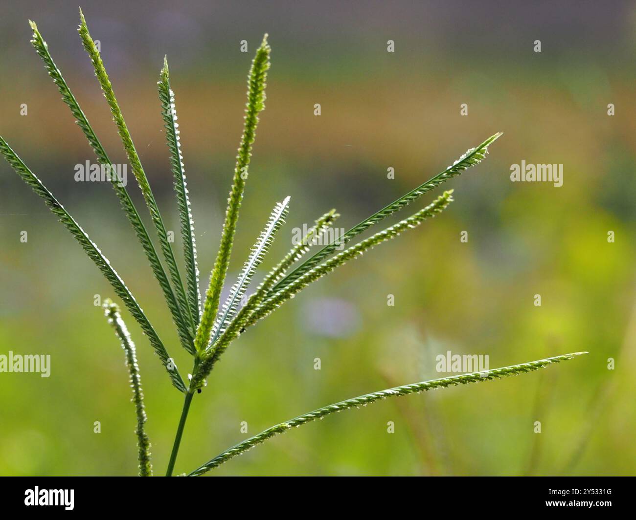 Goose Grass (Eleusine indica) Plantae Stock Photo - Alamy