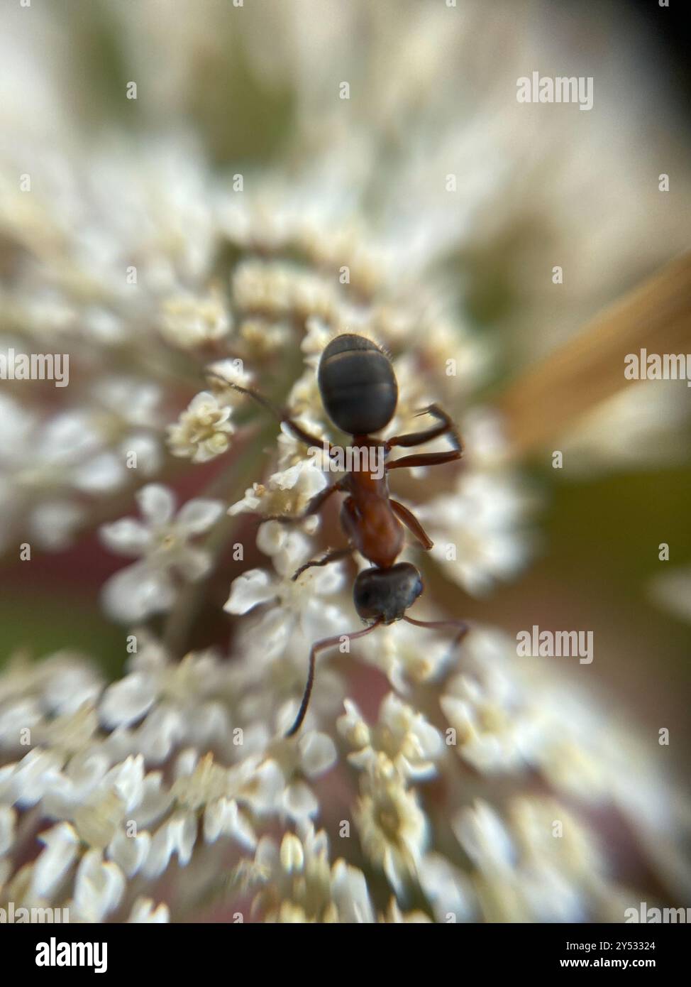 Wood, Mound, and Field Ants (Formica) Insecta Stock Photo - Alamy
