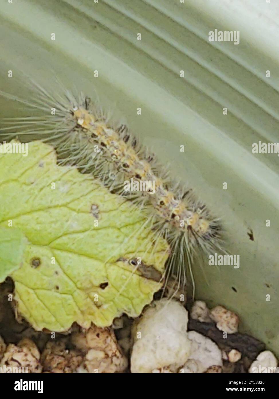 Fall Webworm Moth (Hyphantria cunea) Insecta Stock Photo - Alamy