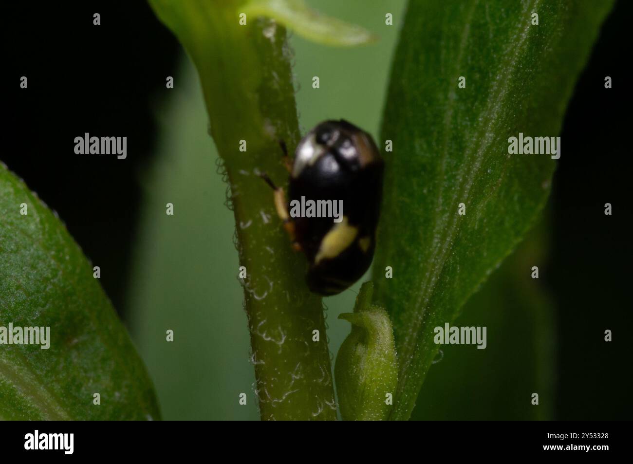 Dogwood Spittlebug (Clastoptera proteus) Insecta Stock Photo - Alamy