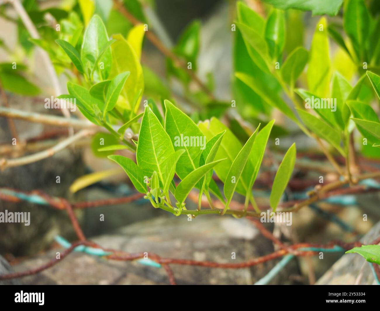 scrambling clerodendrum (Volkameria inermis) Plantae Stock Photo - Alamy