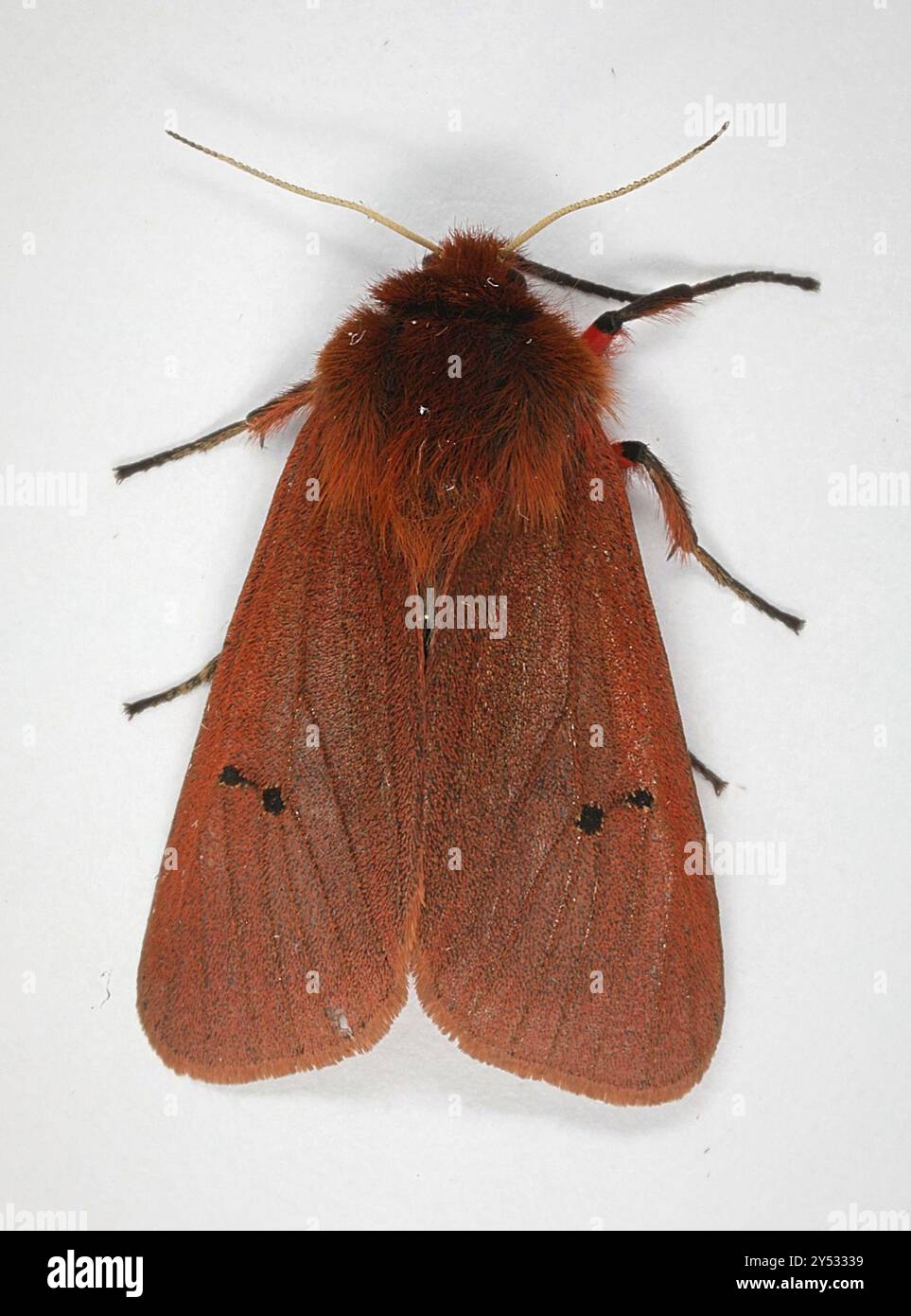 Ruby Tiger Moth (Phragmatobia fuliginosa) Insecta Stock Photo - Alamy