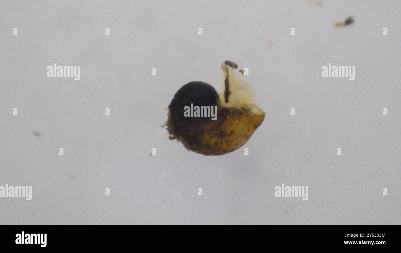 Hydrobiid Mud Snails (Hydrobiidae) Mollusca Stock Photo - Alamy