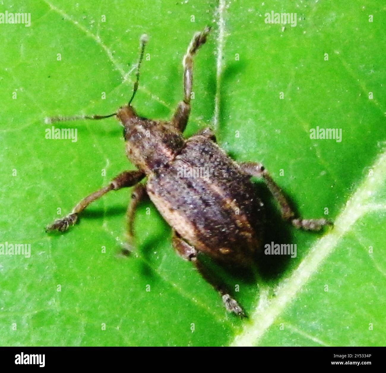 Clover Leaf Weevil (Brachypera zoilus) Insecta Stock Photo - Alamy
