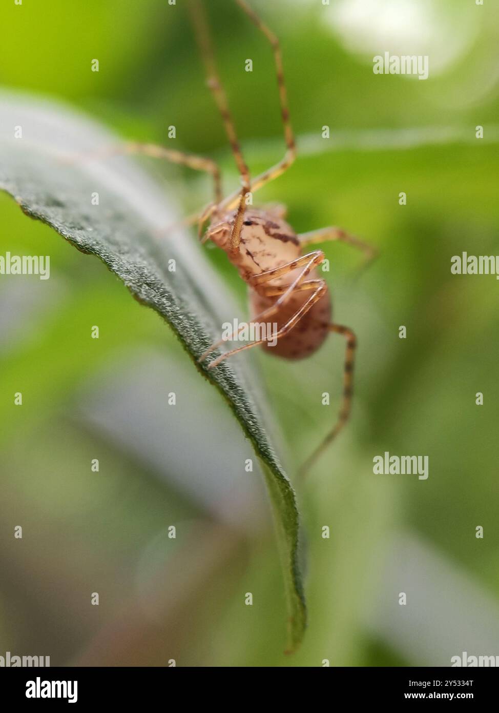 Common Spitting Spider (Scytodes thoracica) Arachnida Stock Photo - Alamy