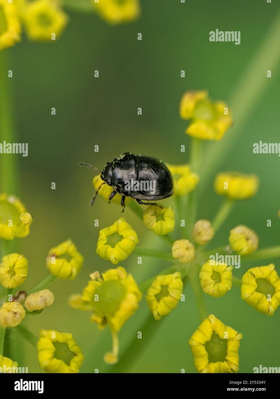 Ebony Bugs (Thyreocoridae) Insecta Stock Photo - Alamy