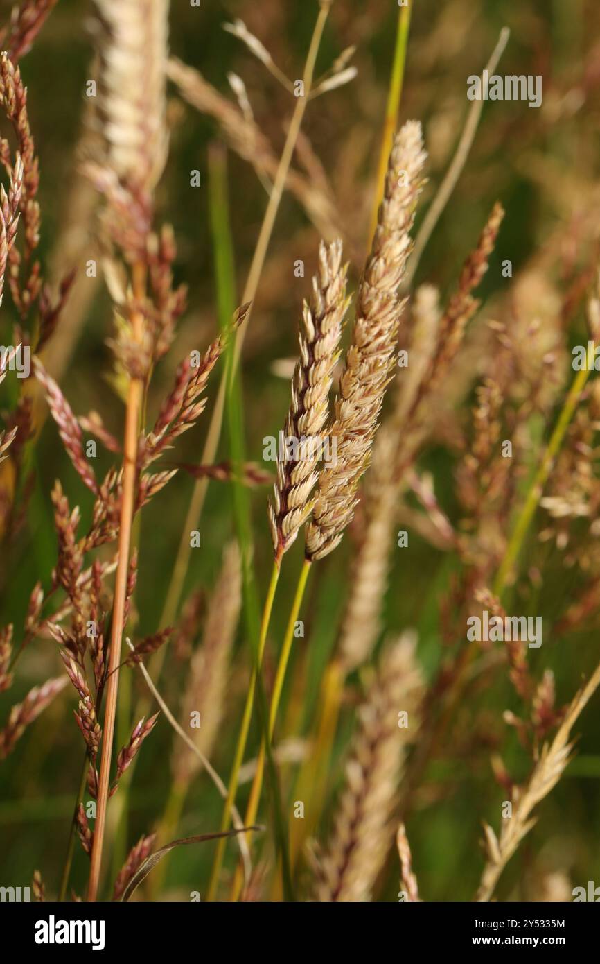 crested dogtail grass (Cynosurus cristatus) Plantae Stock Photo - Alamy
