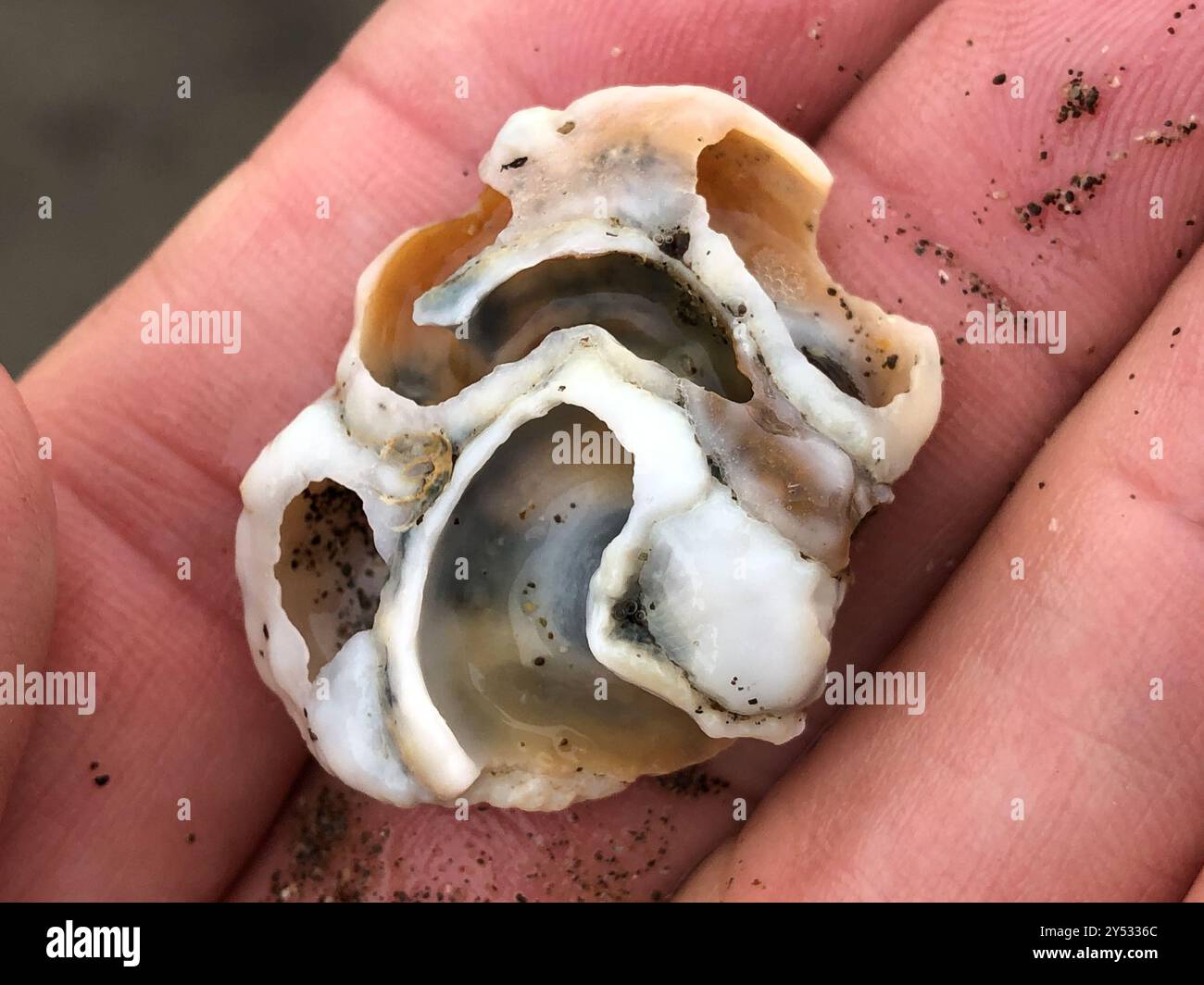 Thylacodes hi-res stock photography and images - Alamy