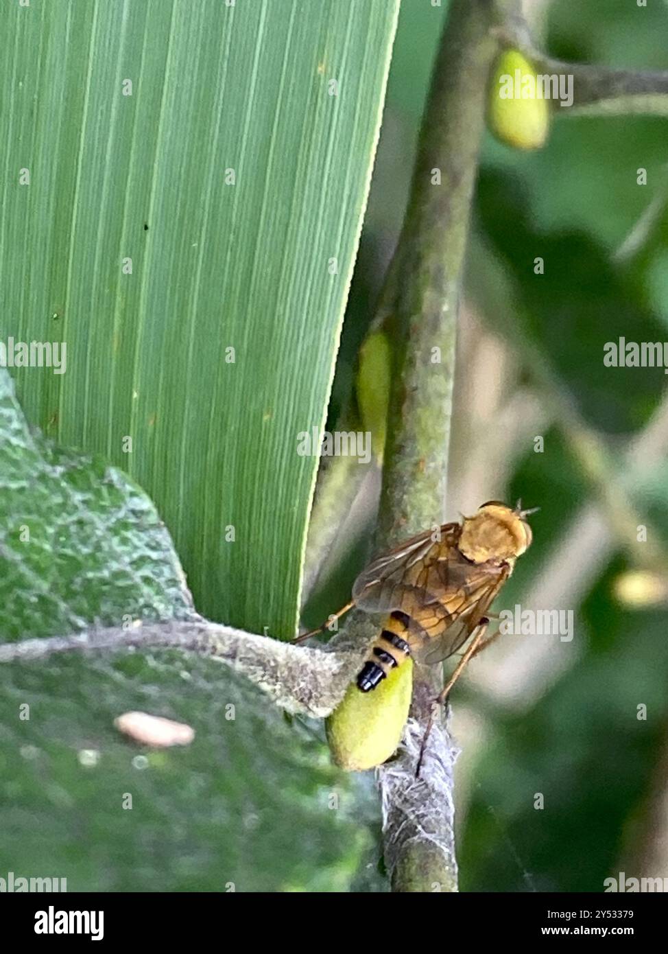 Common Stiletto (Thereva nobilitata) Insecta Stock Photo - Alamy