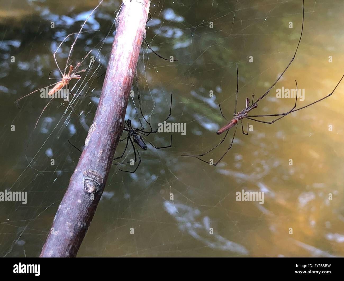 Stretch Spiders (Tetragnatha) Arachnida Stock Photo - Alamy