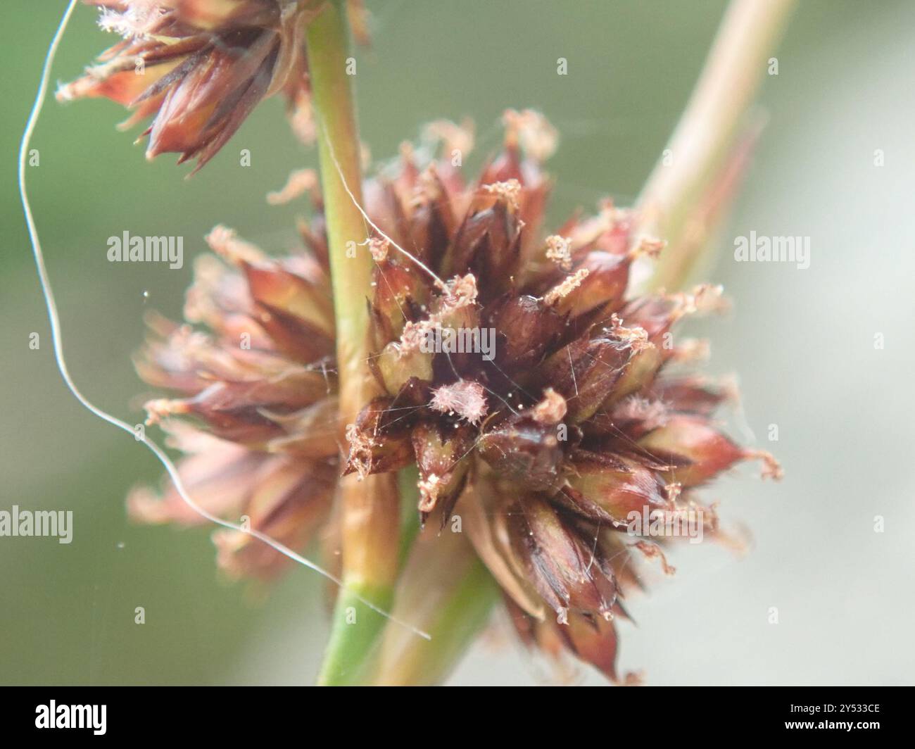 dagger rush (Juncus ensifolius) Plantae Stock Photo - Alamy