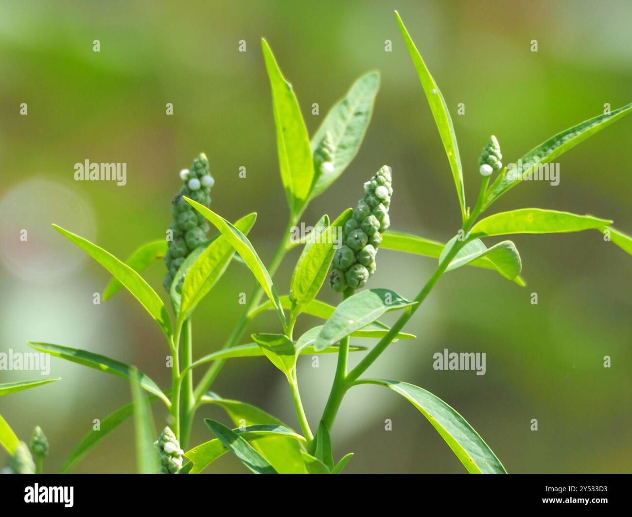chickenspike (Sphenoclea zeylanica) Plantae Stock Photo - Alamy