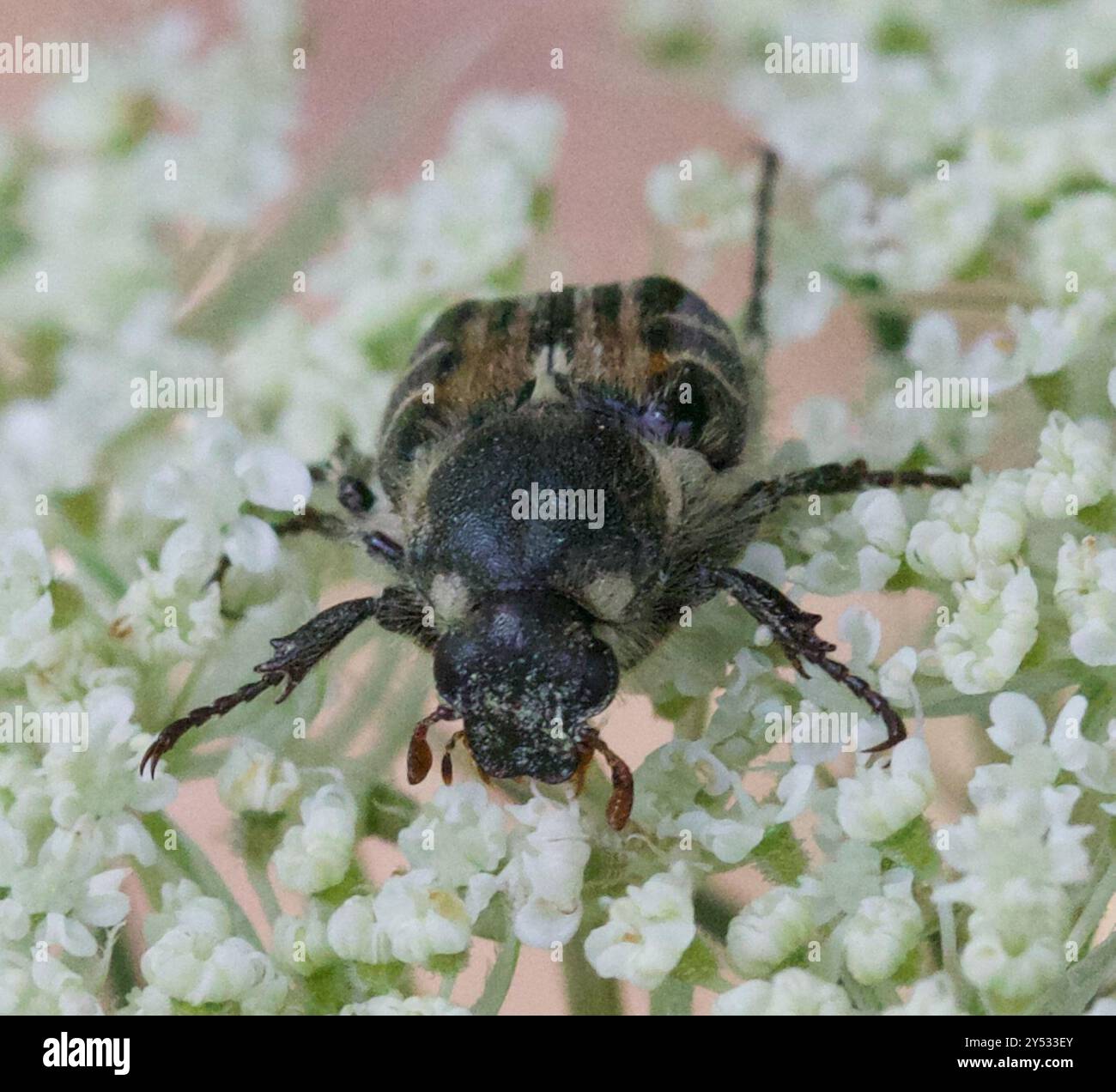 Bee-mimic Beetle (Trichiotinus assimilis) Insecta Stock Photo - Alamy