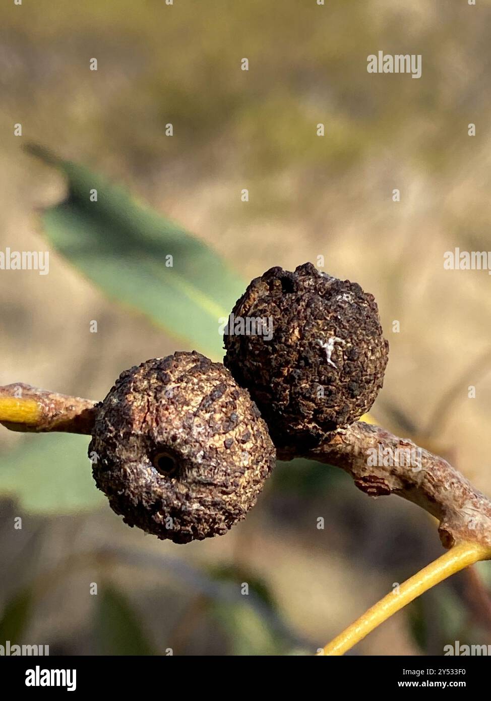 Desert Bloodwood (Corymbia terminalis) Plantae Stock Photo - Alamy