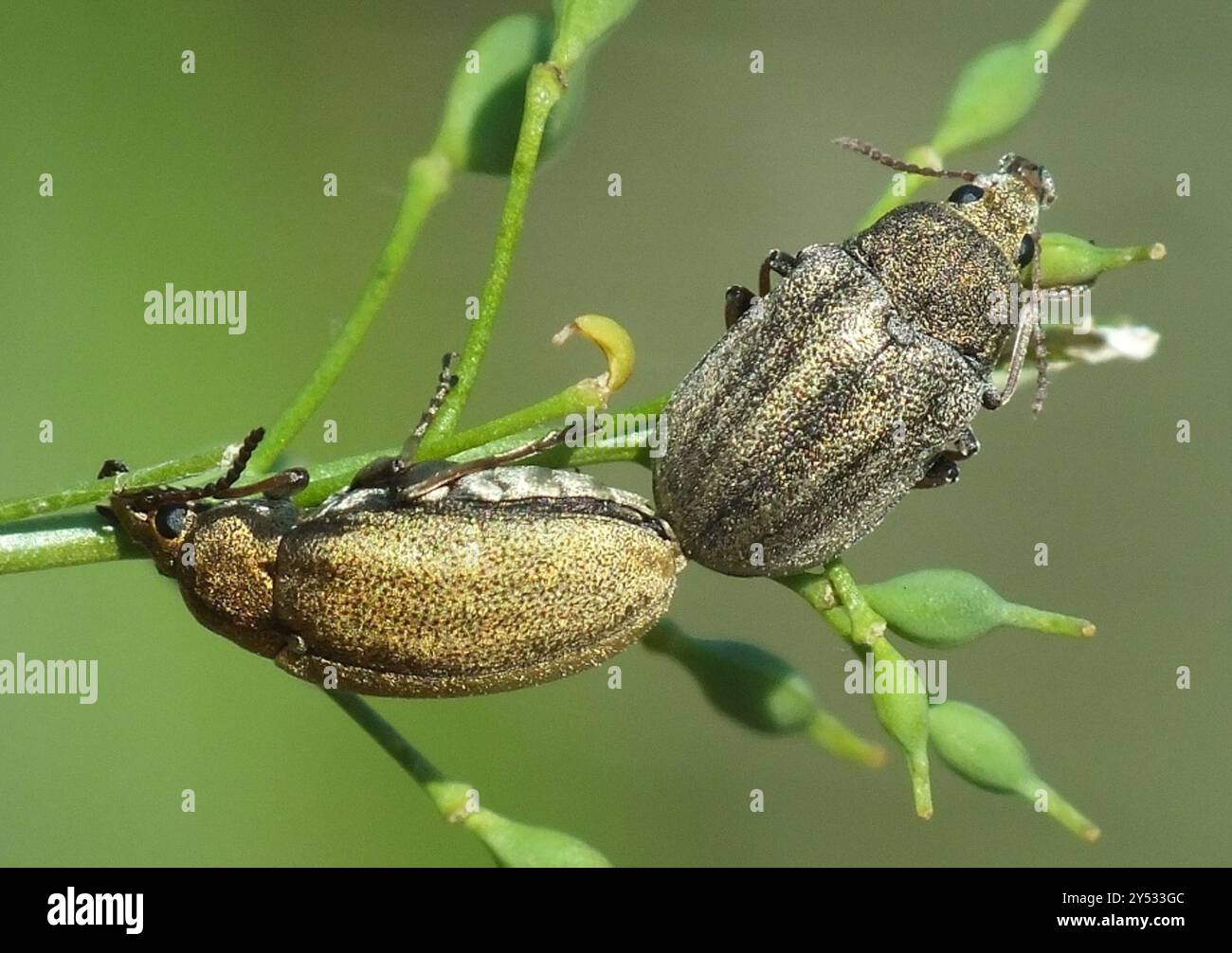 (Mycterus tibialis) Insecta Stock Photo - Alamy