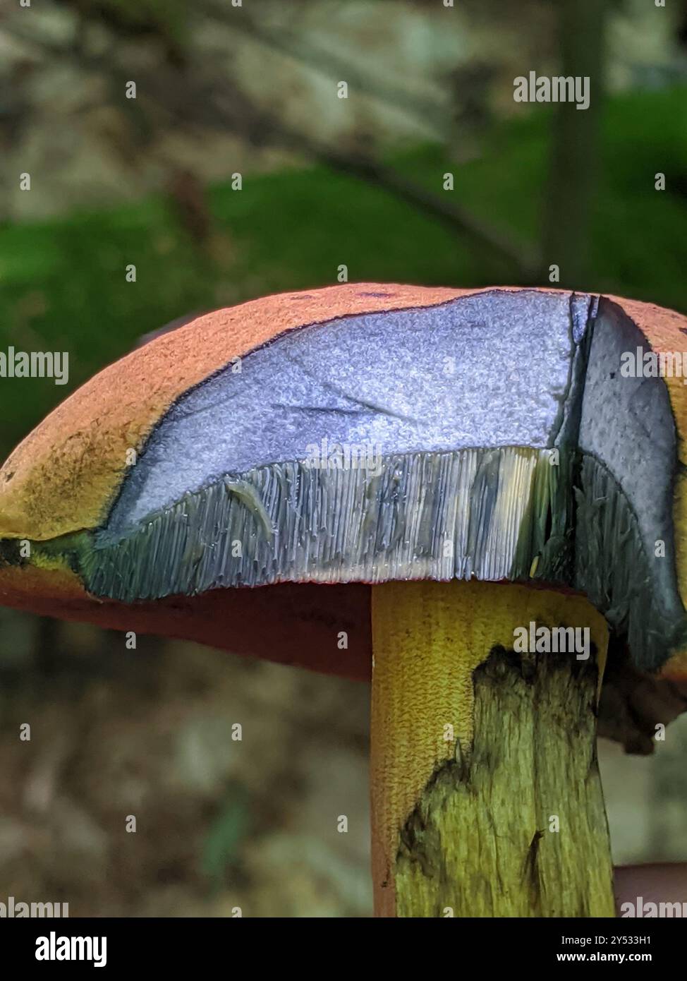 boletes (Boletaceae) Fungi Stock Photo - Alamy