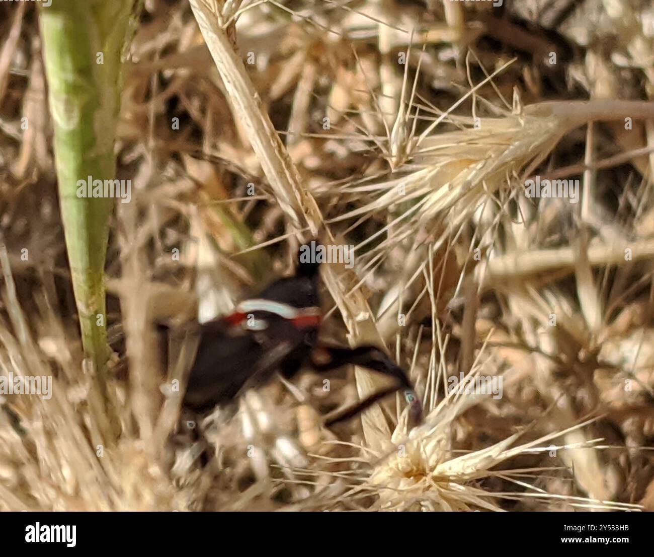 California Bee Assassin (Apiomerus californicus) Insecta Stock Photo ...