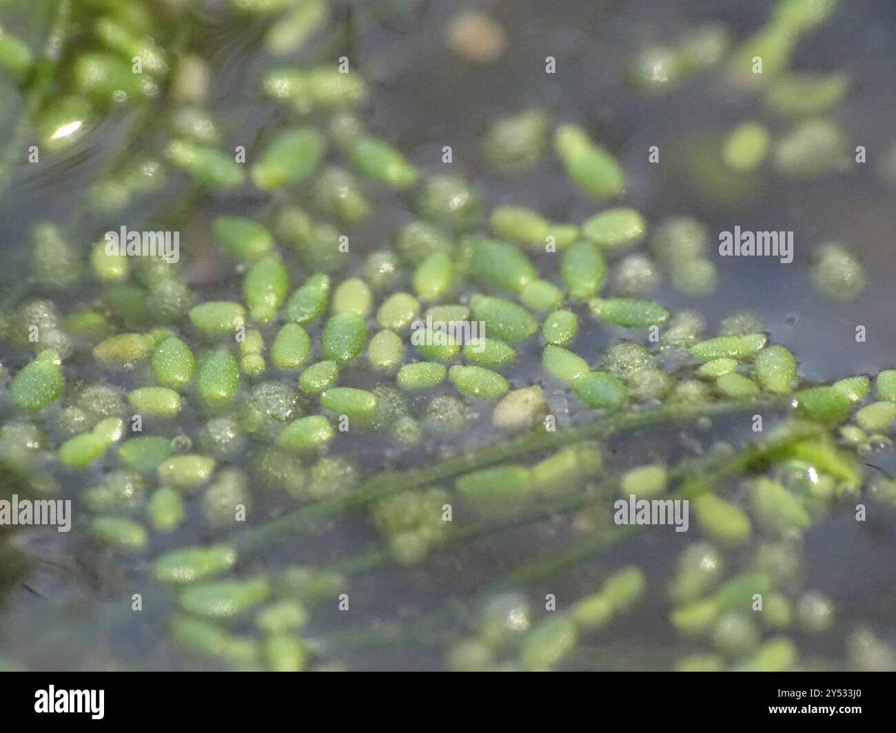 Dotted Watermeal (Wolffia borealis) Plantae Stock Photo - Alamy