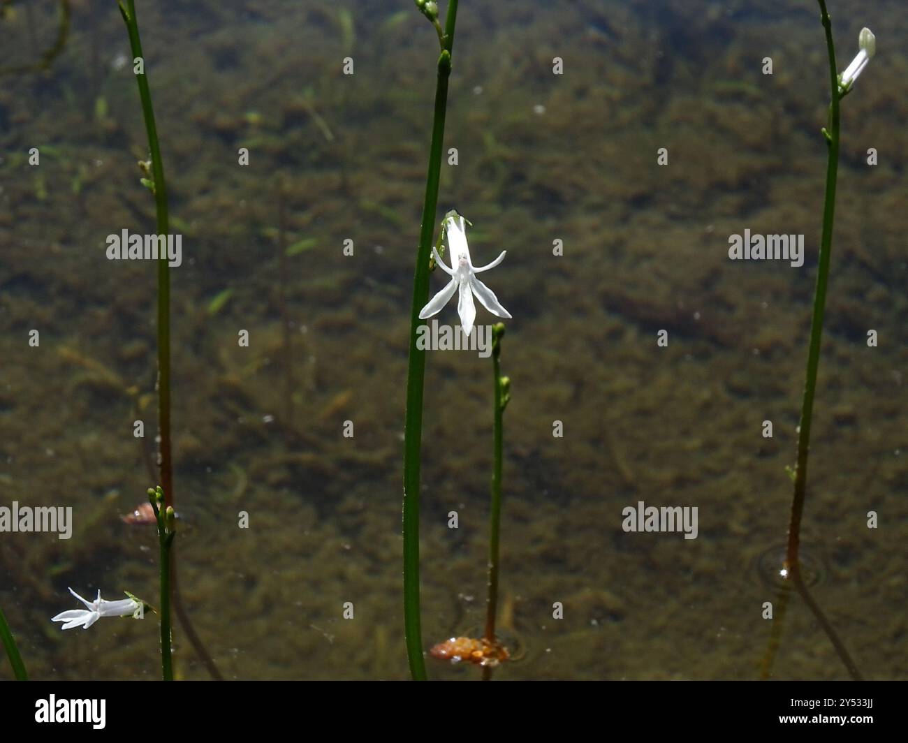 Water Lobelia (Lobelia dortmanna) Plantae Stock Photo - Alamy