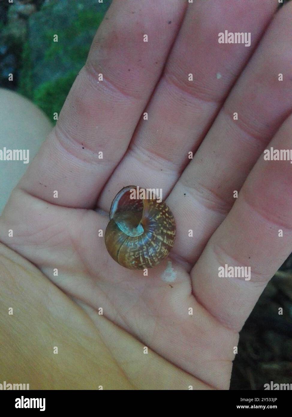 Copse Snail (Arianta arbustorum) Mollusca Stock Photo - Alamy