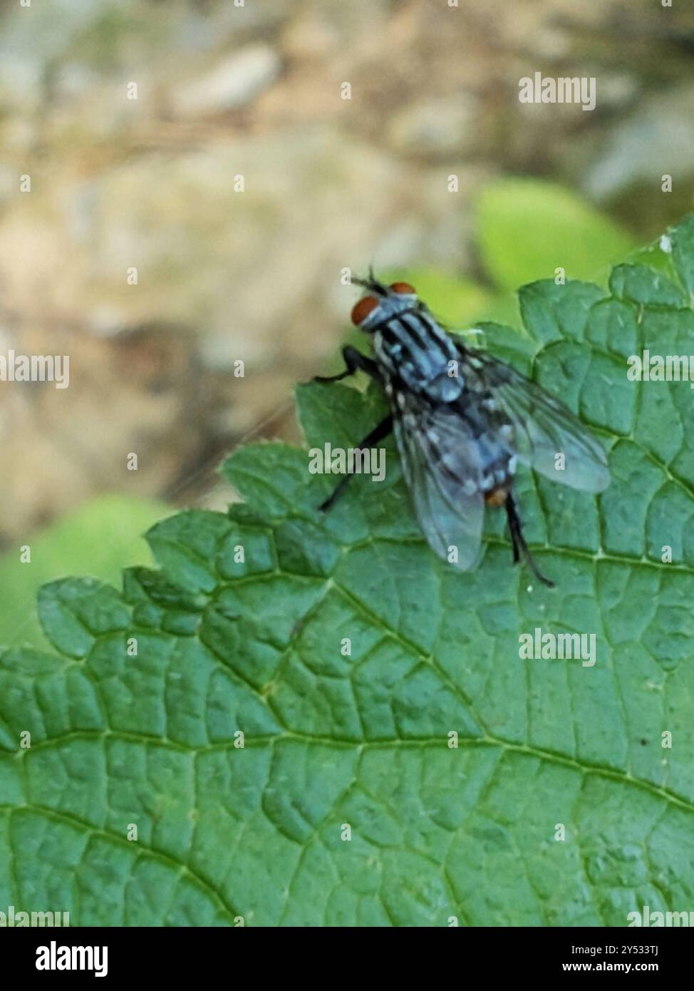 Bot Flies, Blow Flies, and Allies (Oestroidea) Insecta Stock Photo - Alamy