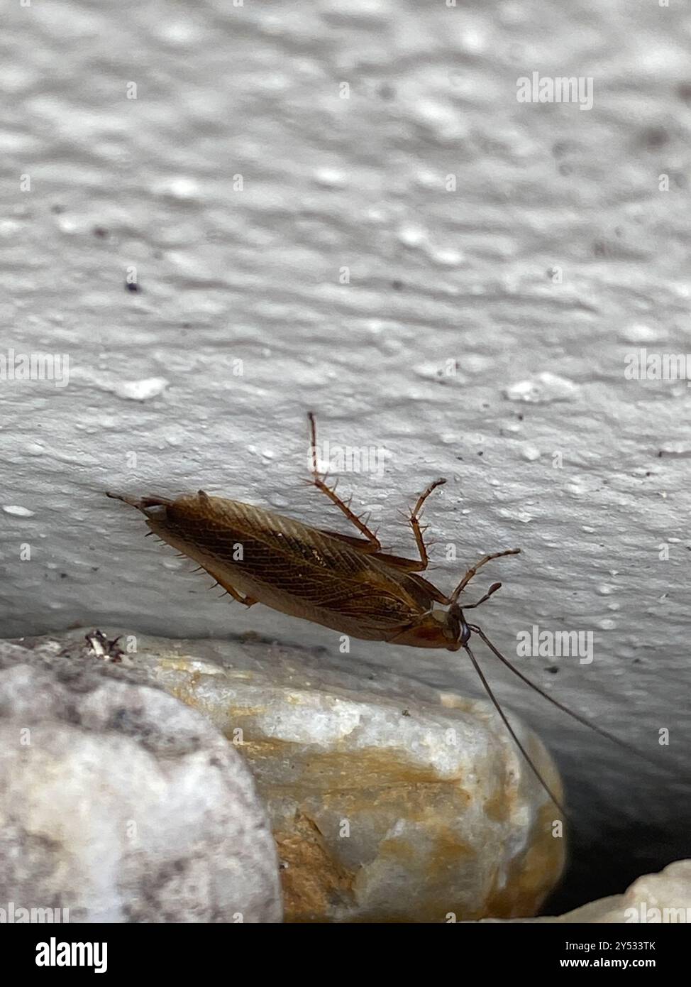 Amber Wood Cockroach (Ectobius vittiventris) Insecta Stock Photo - Alamy