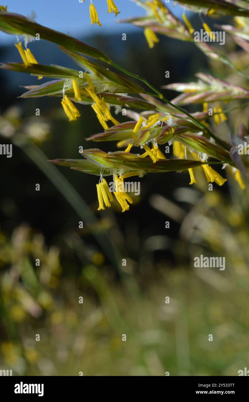 Upright Brome (Bromus erectus) Plantae Stock Photo - Alamy
