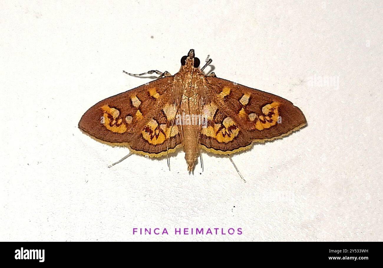 Pearl Moths (Spilomelinae) Insecta Stock Photo - Alamy