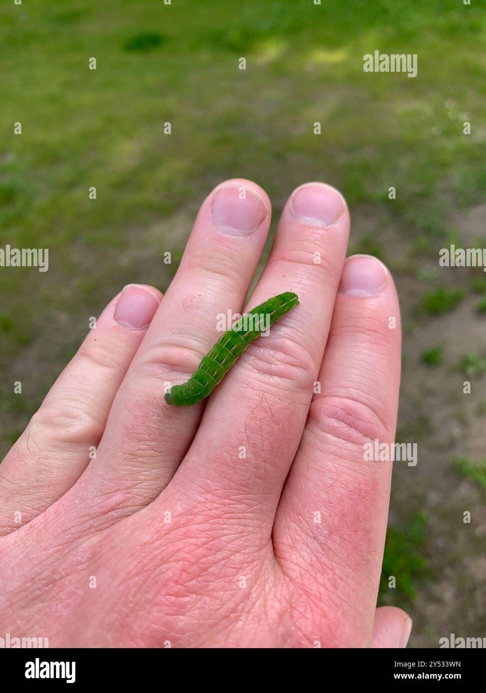 Girdler Moth (Dargida procinctus) Insecta Stock Photo - Alamy
