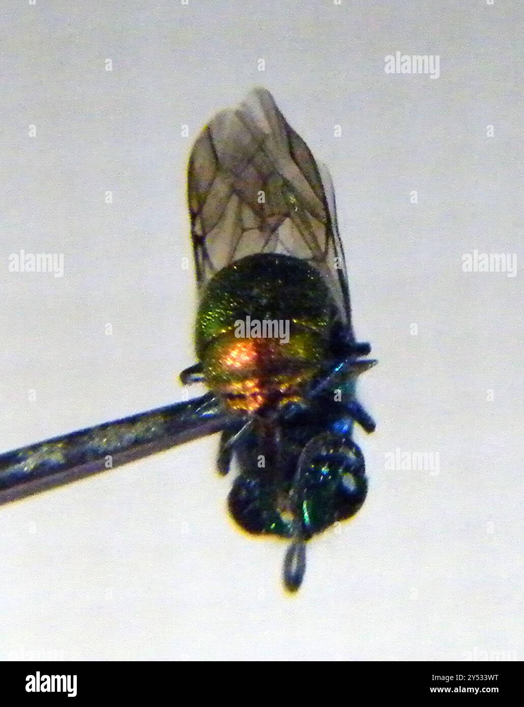 Ruby-tailed Cuckoo Wasps (Chrysis ignita) Insecta Stock Photo - Alamy