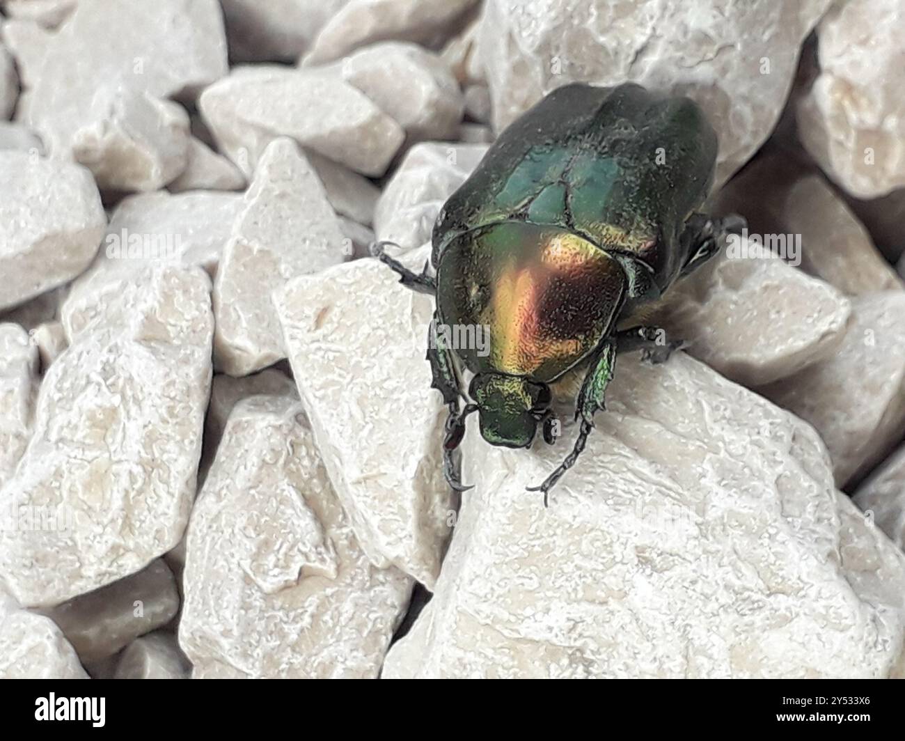 (Protaetia angustata) Insecta Stock Photo - Alamy