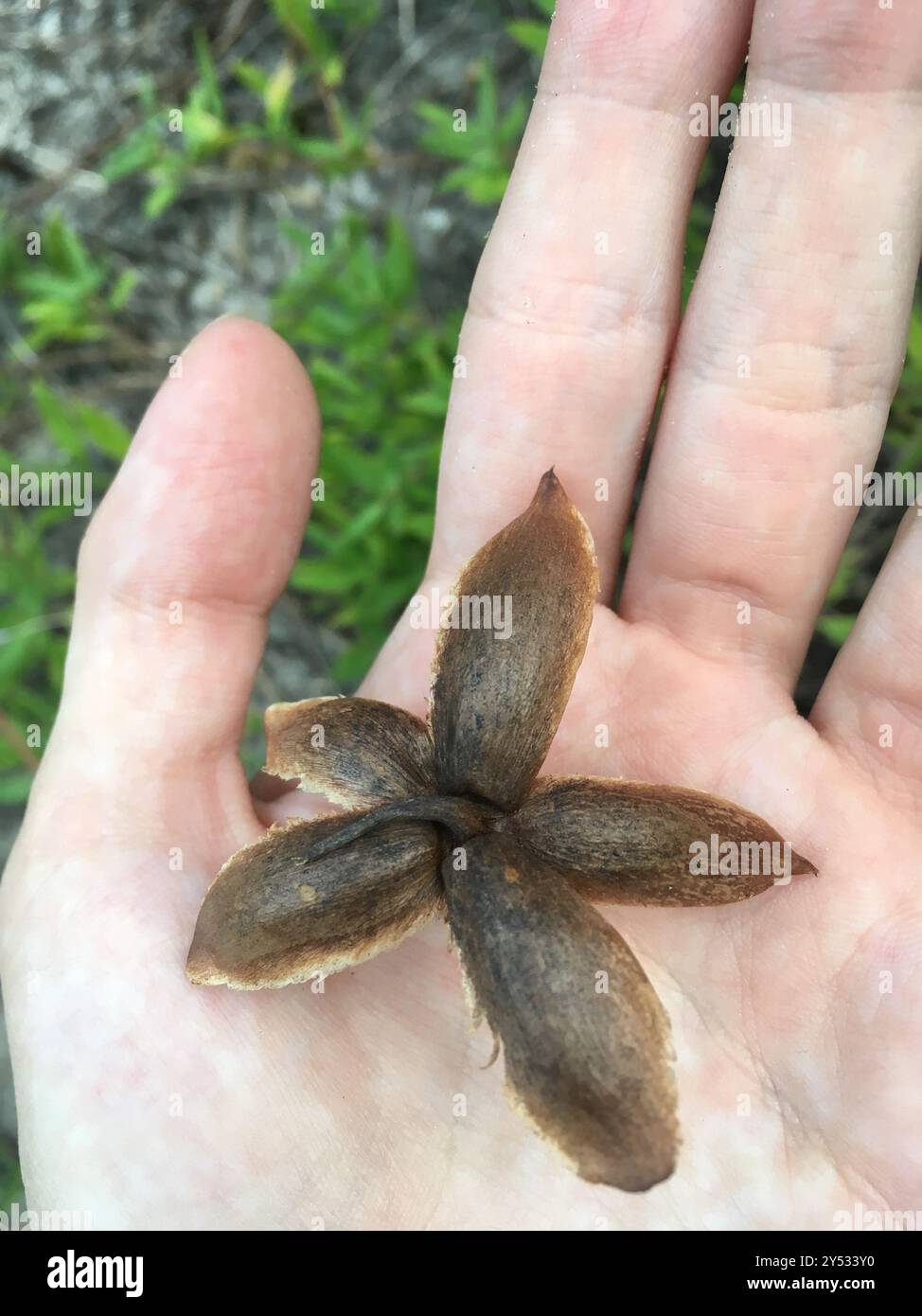 Alamo vine (Distimake dissectus) Plantae Stock Photo - Alamy