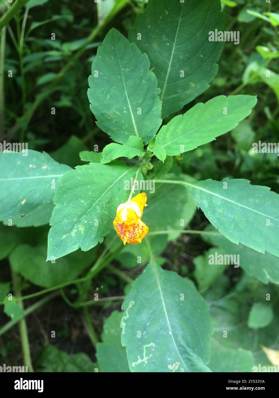 common jewelweed (Impatiens capensis) Plantae Stock Photo - Alamy