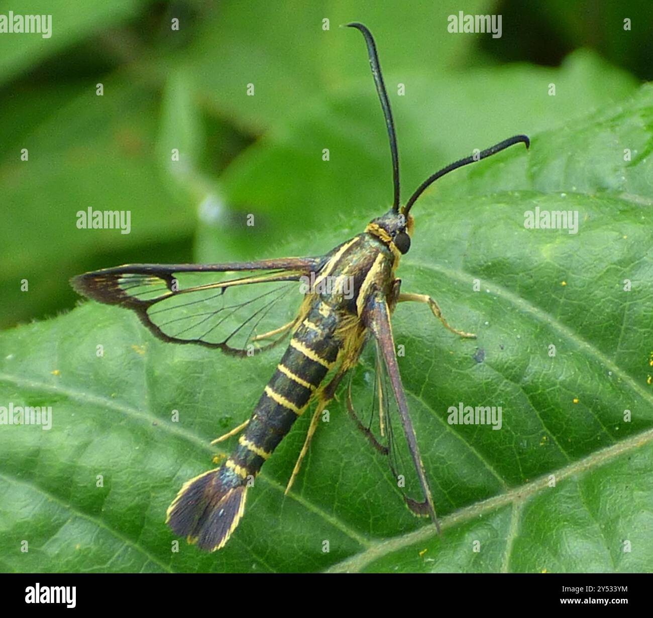 Ironweed Clearwing Moth (Carmenta bassiformis) Insecta Stock Photo - Alamy