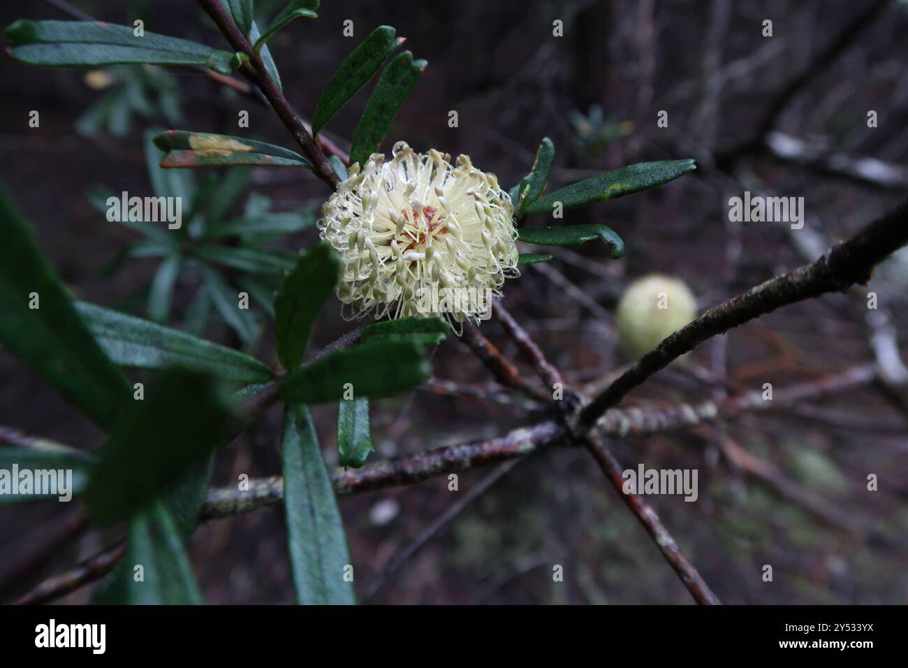 Silver Banksia (Banksia marginata) Plantae Stock Photo - Alamy