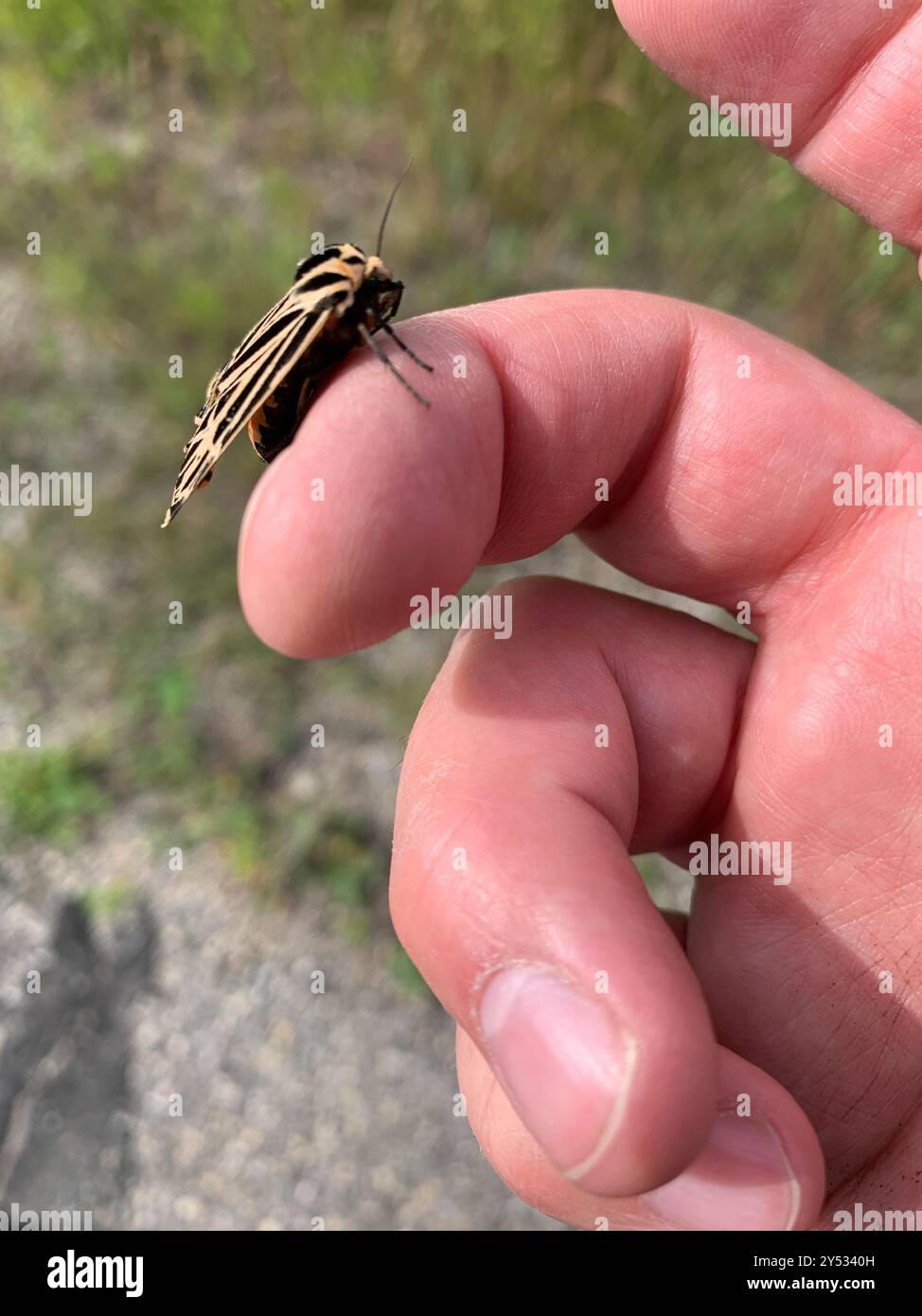 Virgin Tiger Moth (Apantesis virgo) Insecta Stock Photo - Alamy