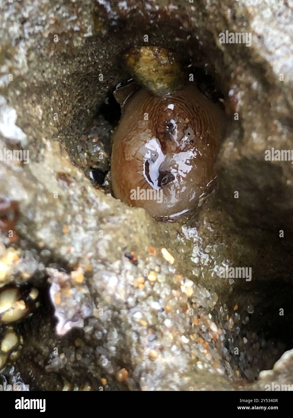 Rough Piddock (Zirfaea pilsbryi) Mollusca Stock Photo - Alamy