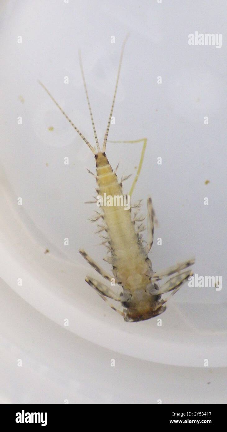 (Leucrocuta hebe) Insecta Stock Photo - Alamy