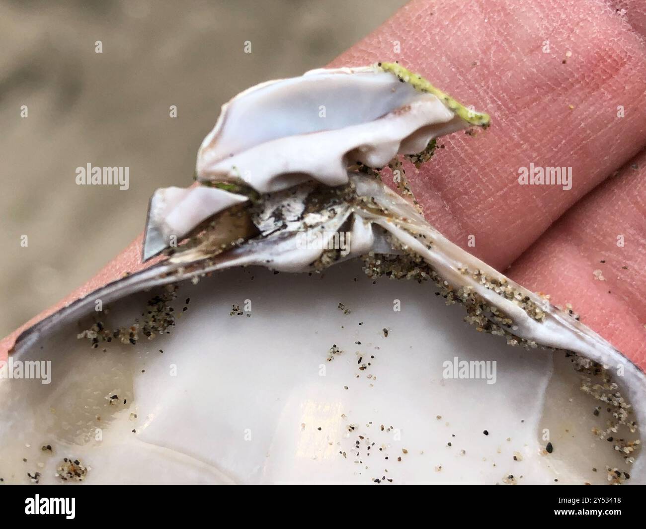 Pismo Clam (Tivela stultorum) Mollusca Stock Photo - Alamy