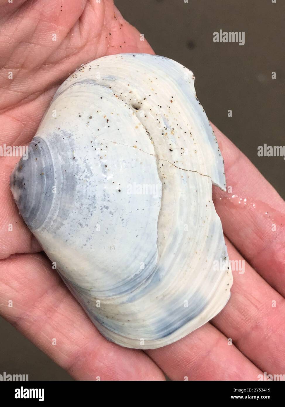 Dish Surfclam (Mactromeris catilliformis) Mollusca Stock Photo - Alamy