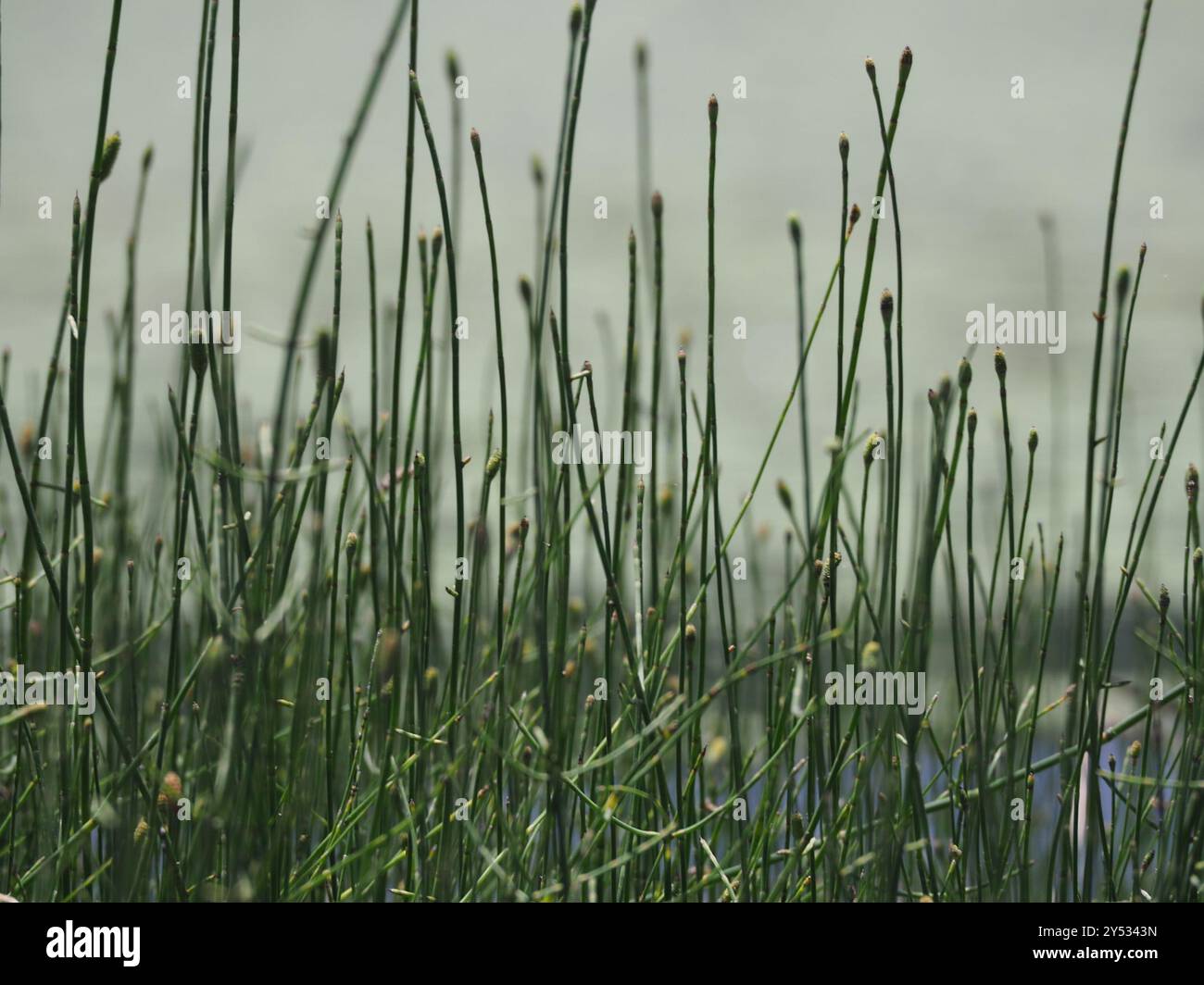 Branched Horsetail (Equisetum ramosissimum) Plantae Stock Photo - Alamy