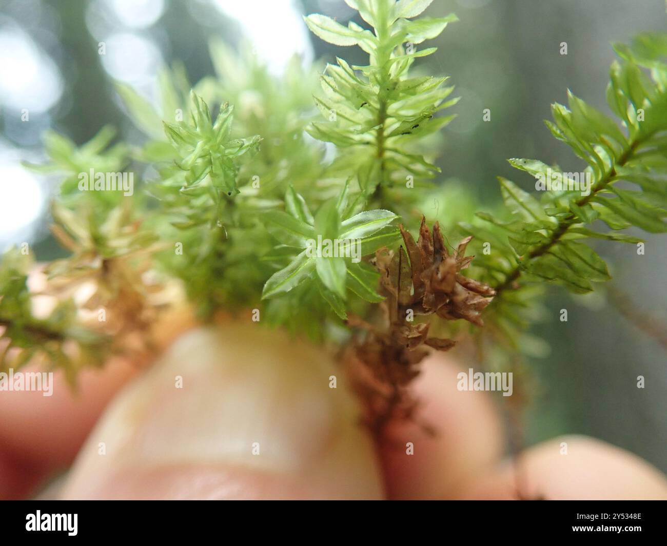Large Hair Moss (Oligotrichum parallelum) Plantae Stock Photo - Alamy