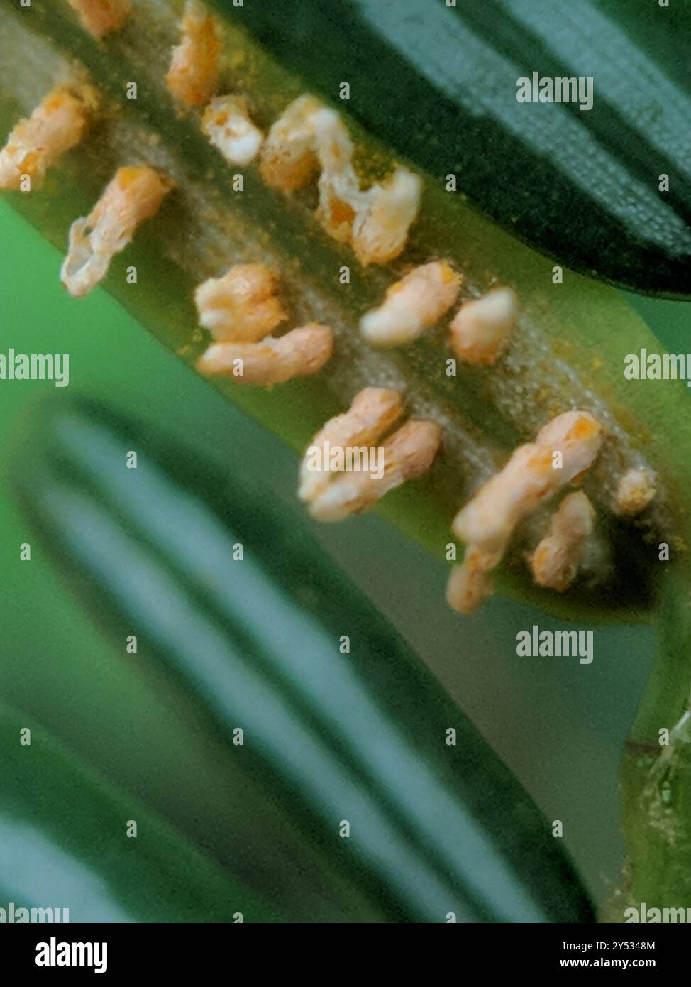 rust fungi (Pucciniales) Fungi Stock Photo - Alamy